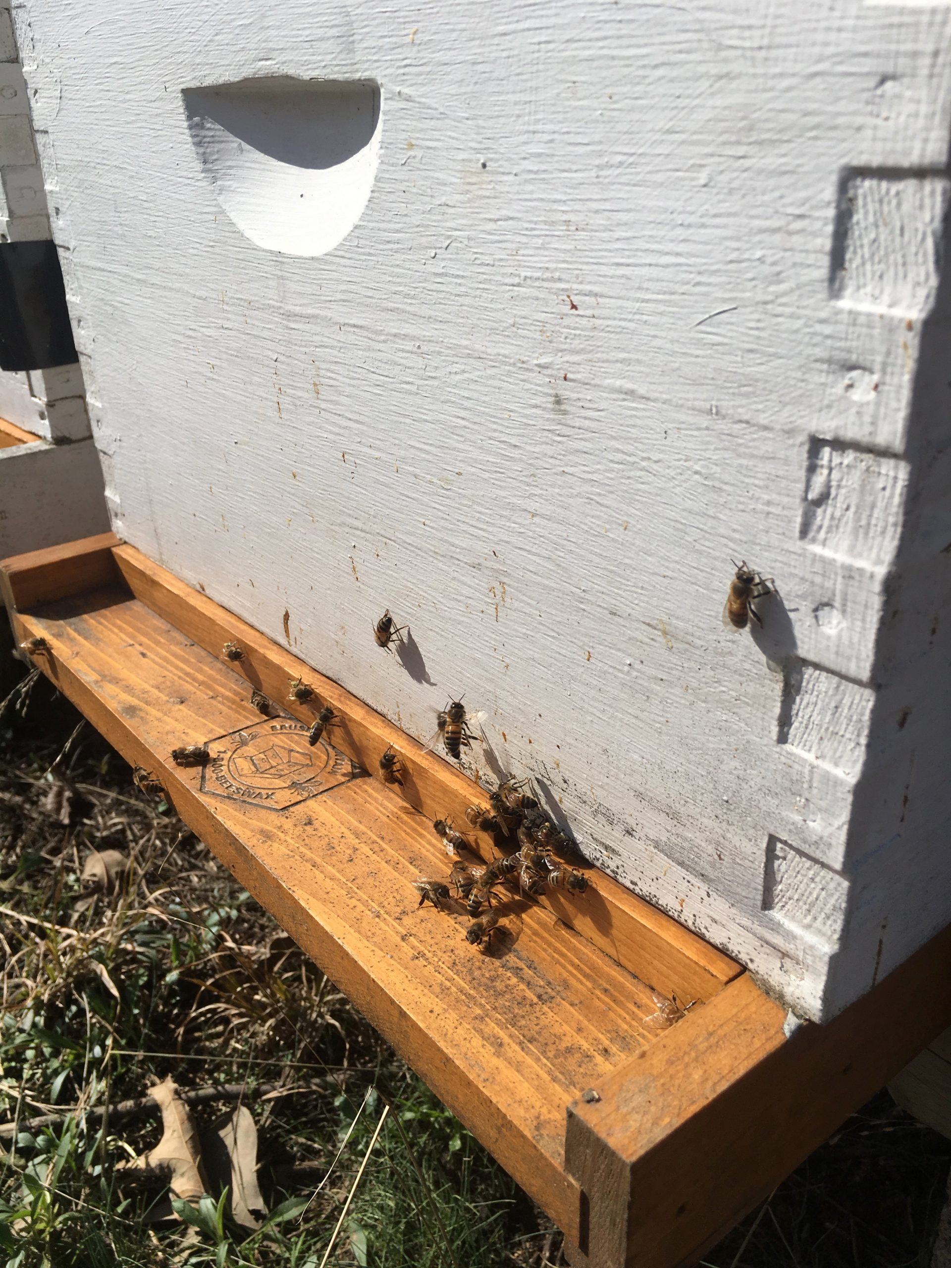 Cleansing Flights - Backyard Beekeeping